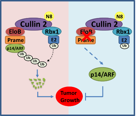 龙华医院贾立军研究员团队揭示CRL2-Prame泛素连接酶复合体介导抑癌蛋白p14/ARF降解调控肿瘤发生新机制